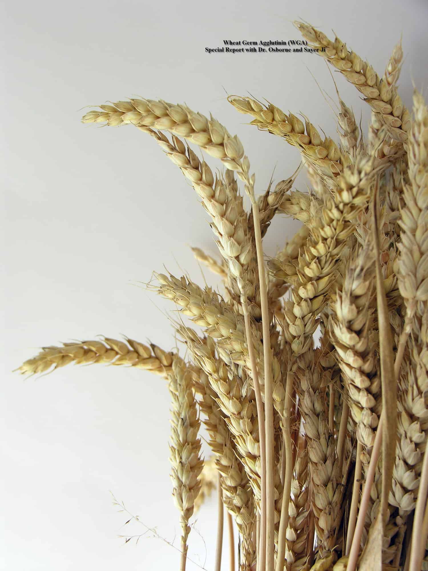 Modern Wheat Breeding Increases Celiac Disease Occurrence? - Gluten ...