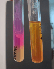 Serum Lab Testing for Gluten Sensitivity Inaccurate - Gluten Free Society